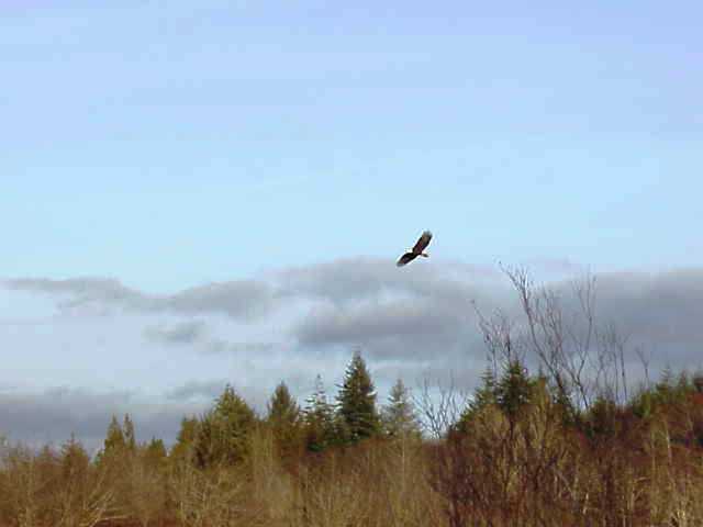 Knappa, Oregon sprawls over the rolling hill along the Columbia river.